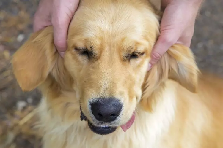 Psu se masiraju uši