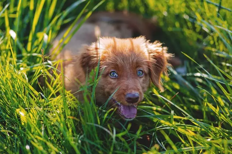 Šuniukas sėdi žolėje