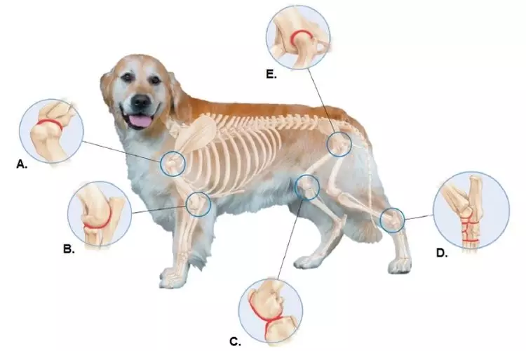 Representasi skematis dari sendi anjing