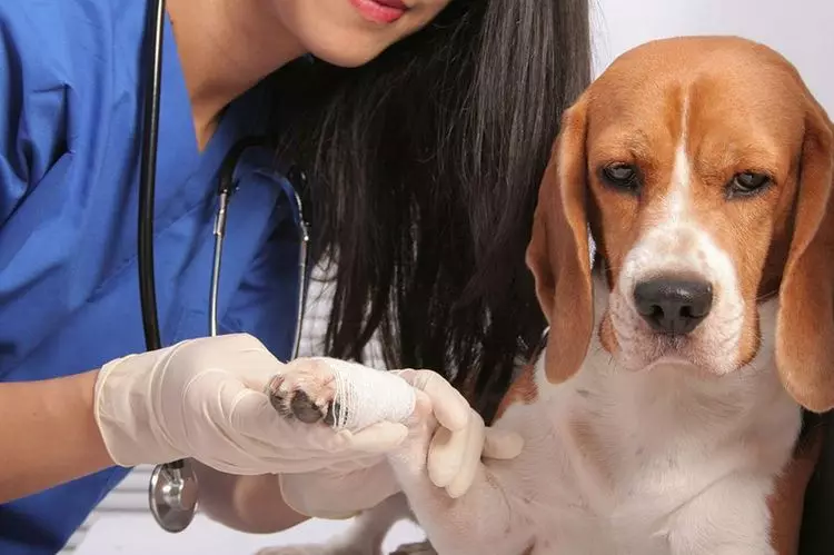 Dokter hewan merawat cakar beagle