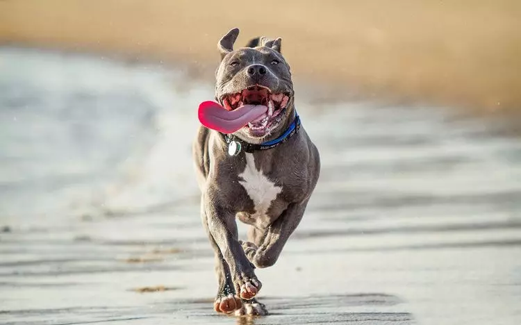 Anjing berlari di pantai