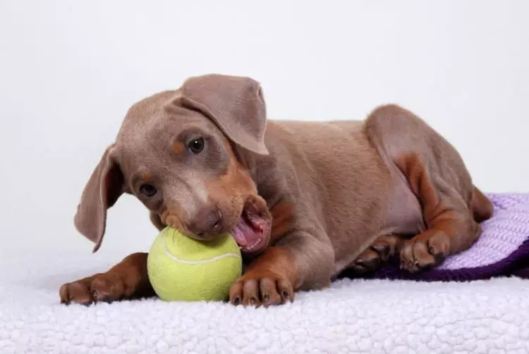 ボールを噛んでいる子犬