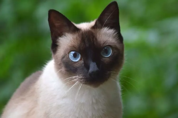 Kissa, jolla on siniset silmät