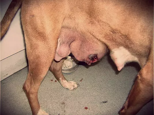 Mastitis bei einem Hund auf dem Foto