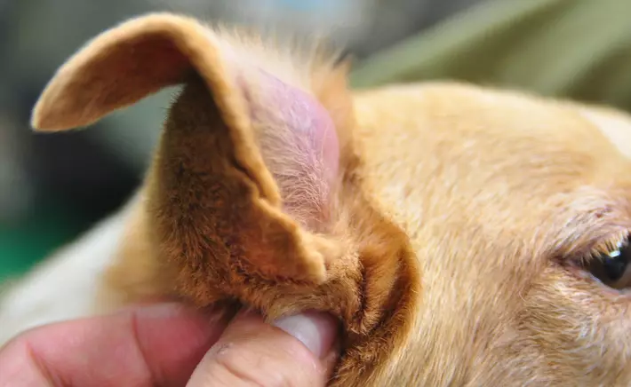 hematoma auricular em um cachorro