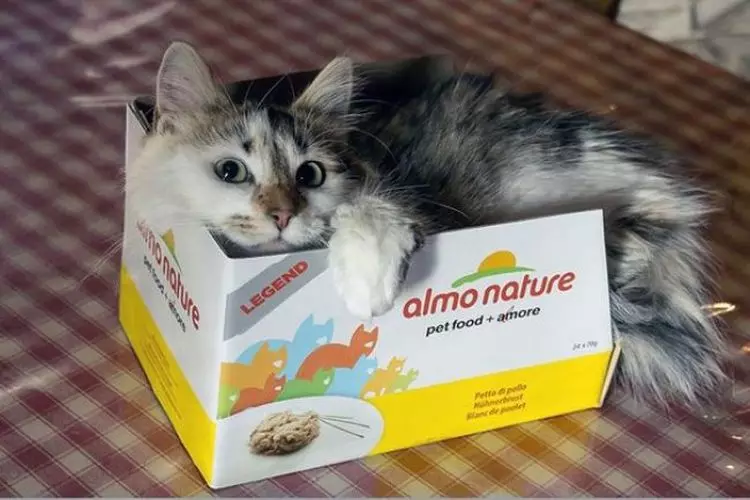 Almo Nature'dan bir kutudaki kedi