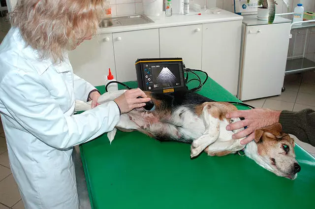 pros y contras del ultrasonido, ultrasonido de animales, medicina moderna para animales