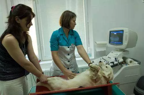 Ultrasonido de perros, ultrasonido de gatos, ultrasonido de animales, preparación para ultrasonido