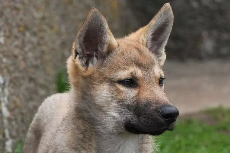 Wolfdog puppy