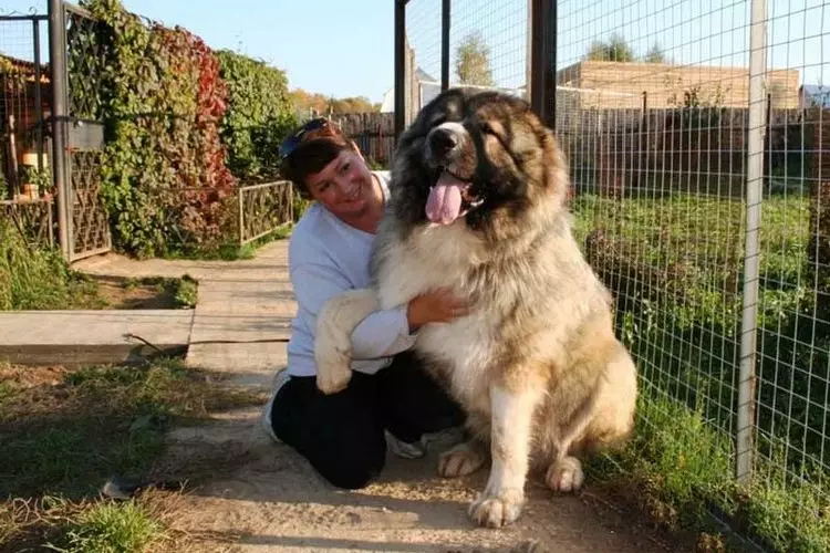 Caucasian Shepherd Dog