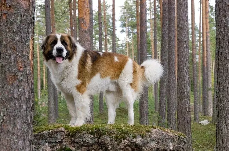สุนัขเฝ้าบ้านมอสโกในป่า