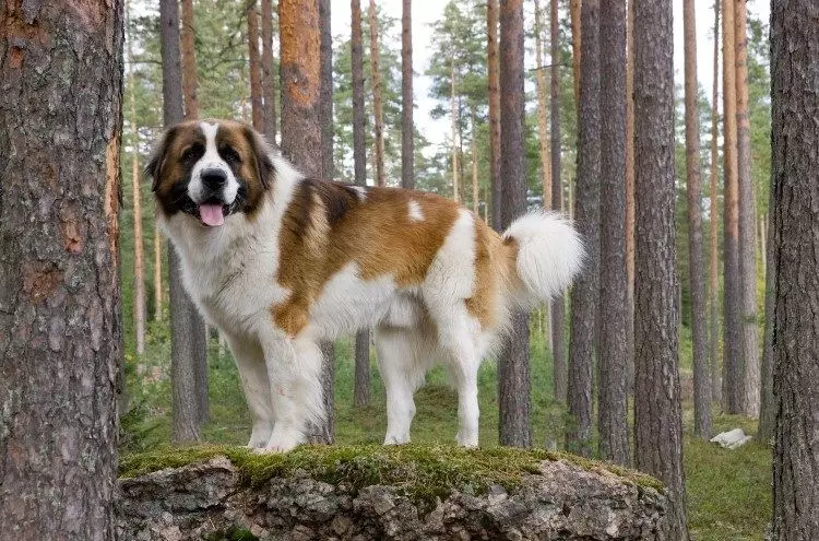 Moscow watchdog in the forest