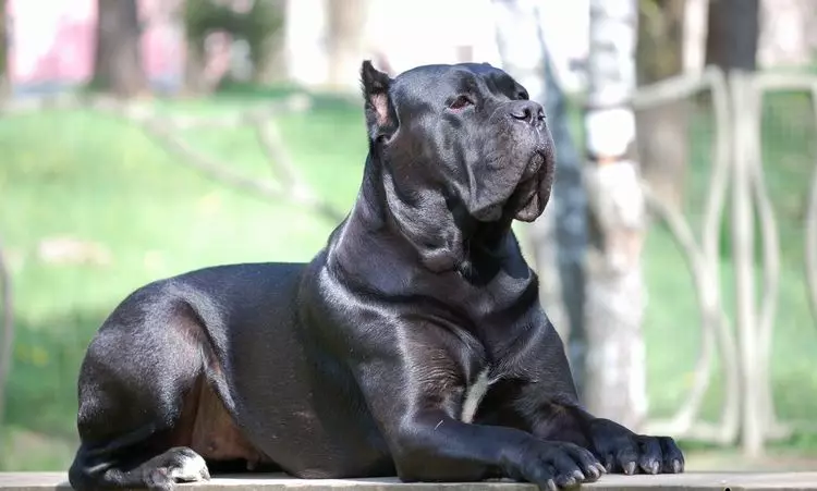 Cane Corso