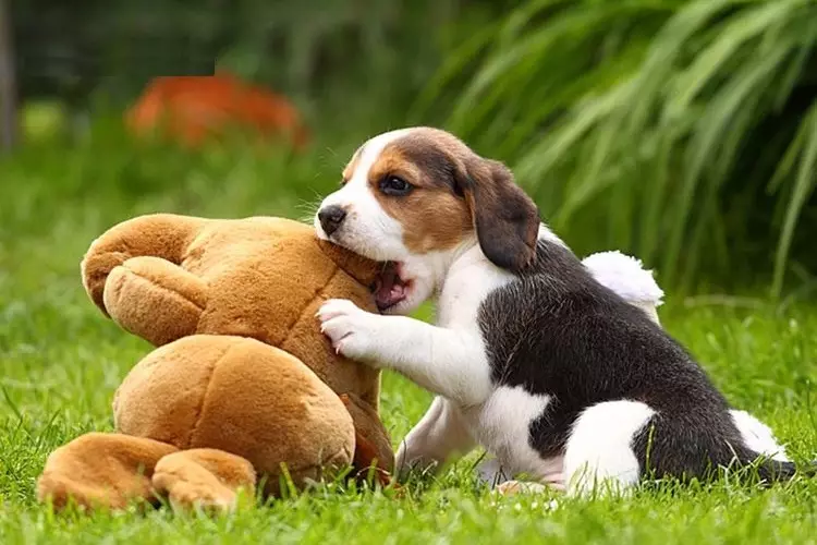 Beagle wuxuu ku calaaliyaa toy