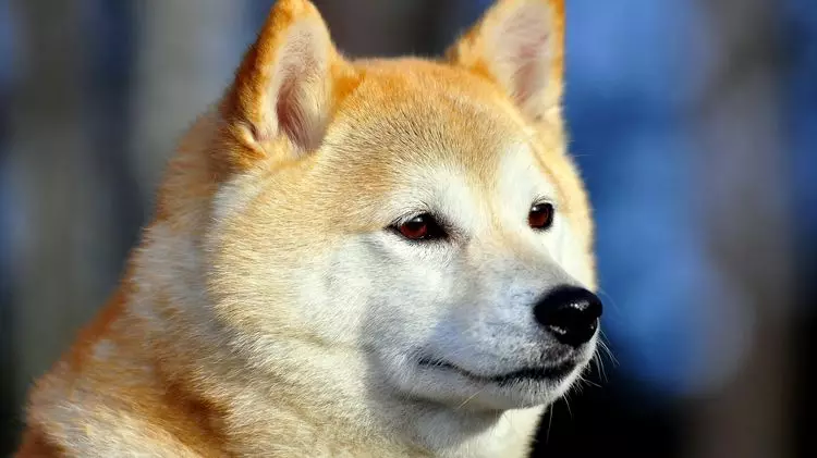 Akita Inu