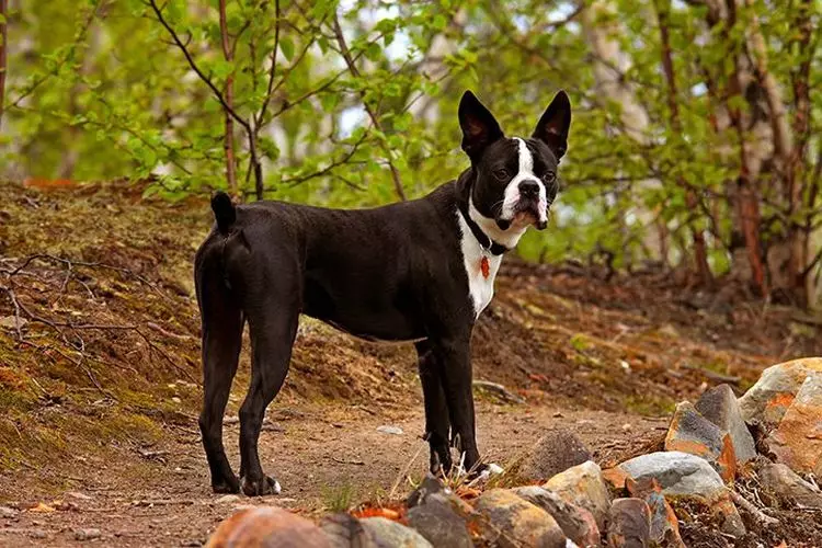 Boston terrier