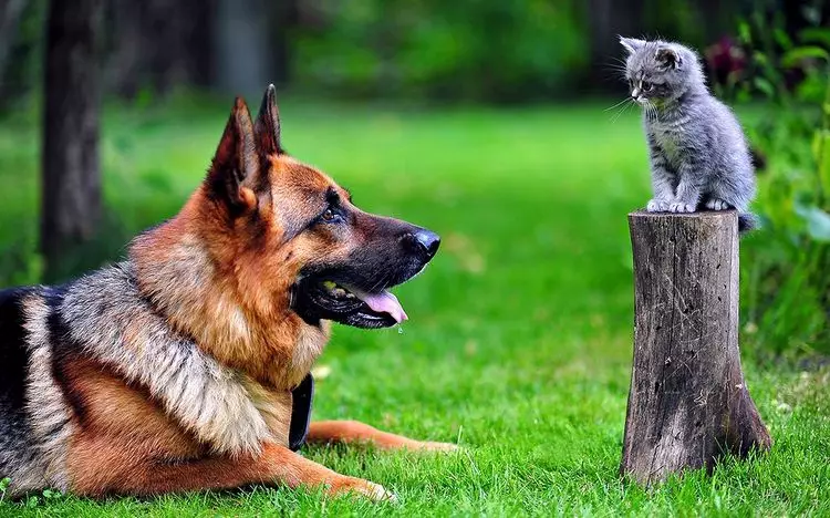 German shepherd and kitten