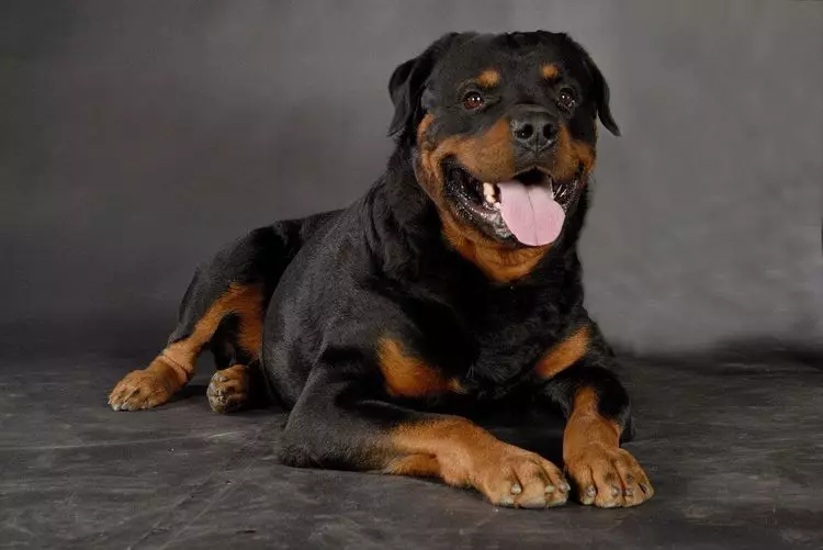 Rottweiler