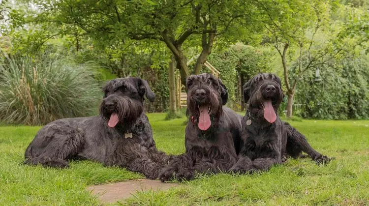 Three Giant Schnauzers