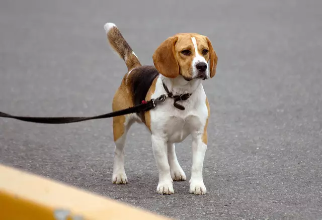 Beagle dengan tali
