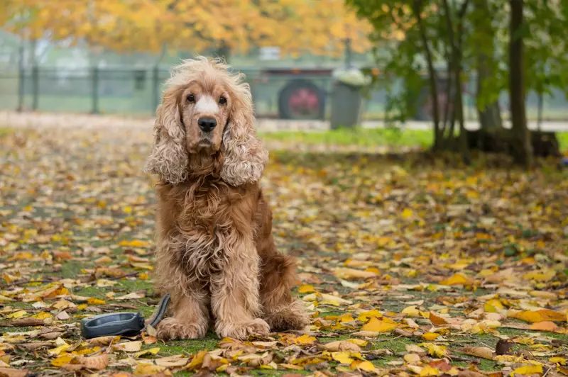 可卡犬坐在秋季公园