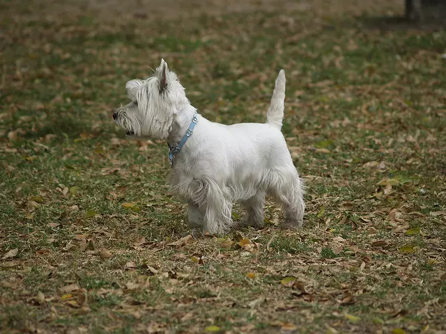 West Highland White Terrier في الحديقة