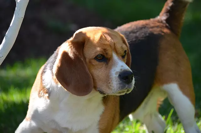 Pes beagle
