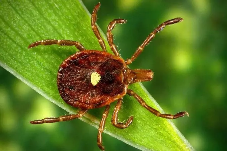 How to properly remove a tick from a dog at home