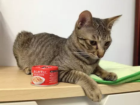 makanan dalam tin Asia untuk kucing