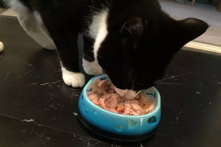 El gato come comida enlatada Mnyams