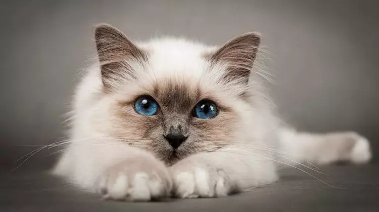 Kucing dengan mata biru