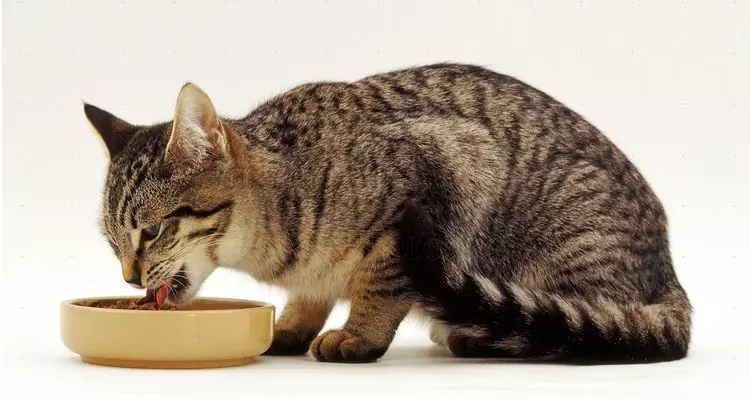 Mačka jedí suché jedlo