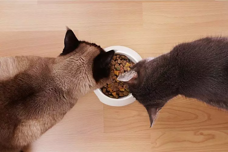 კატები ჭამენ მშრალ საკვებს