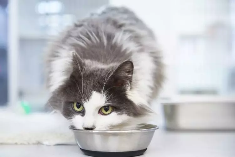 Kucing makan dari mangkuk
