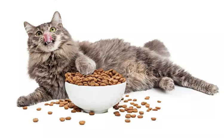 Kucing ing mangkuk panganan