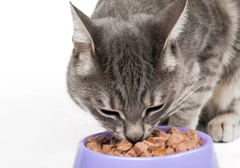 Fitur memberi makan kucing dengan makanan obat khusus