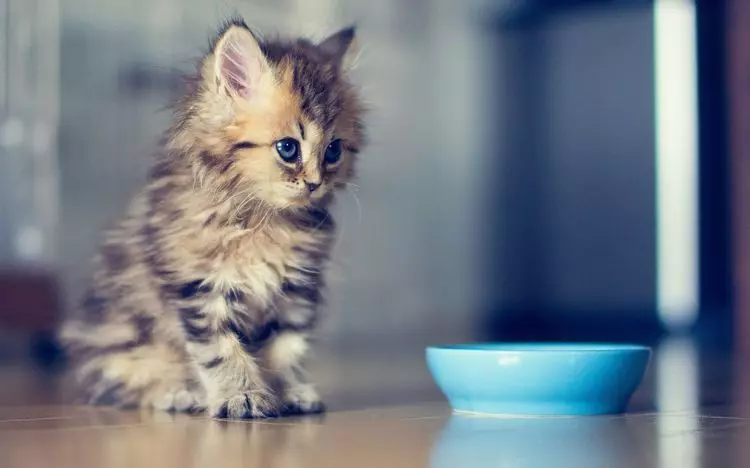 Kitten by the bowl