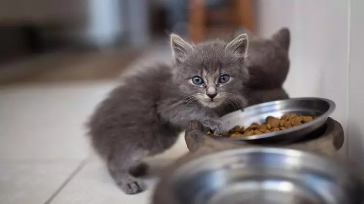 食べ物を食べる子猫