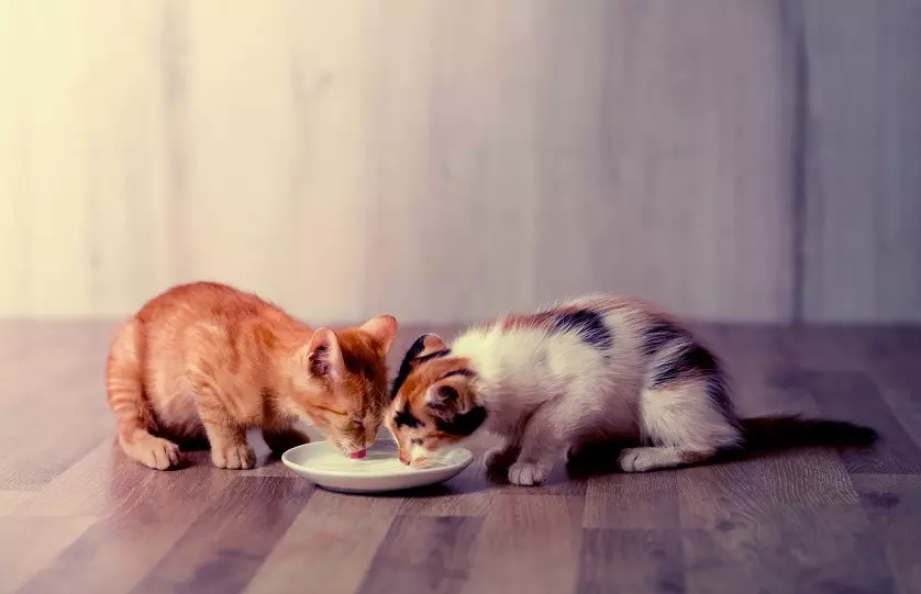 Cara memberi makan anak kucing pada usia 2 bulan