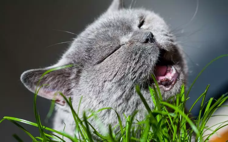 Chat mange de l'herbe