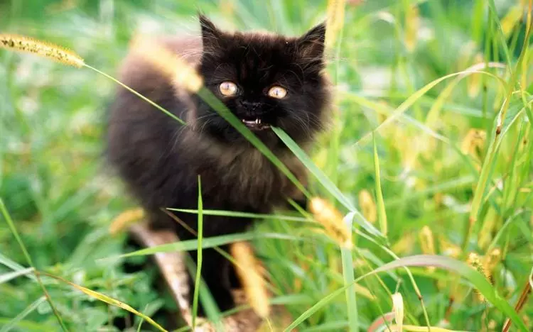 Chat noir mange de l'herbe