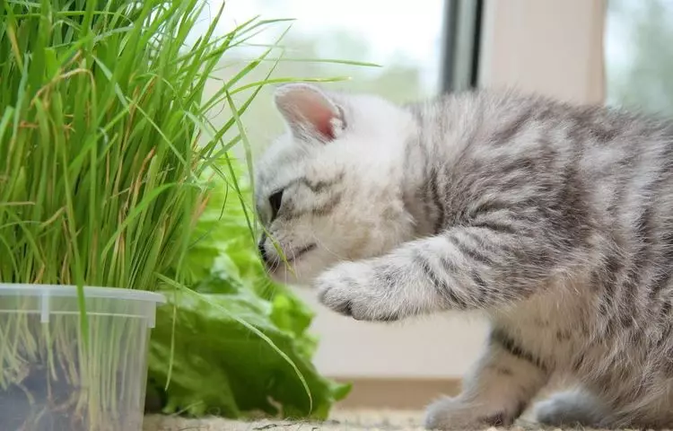 Chaton mange de l'herbe