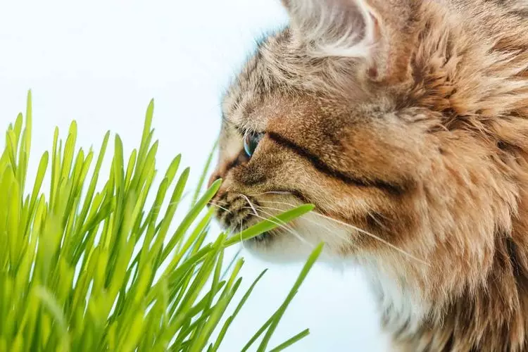 Herbe à chat