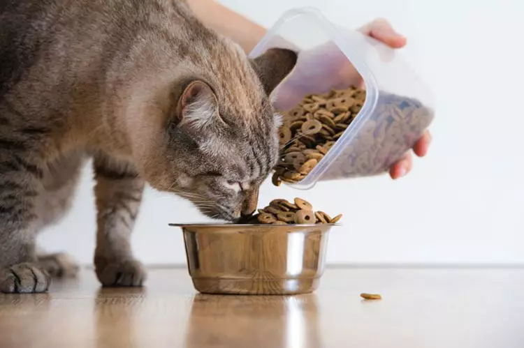 Se vierte comida seca sobre el gato.