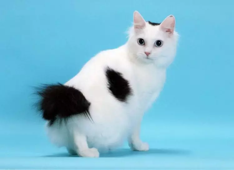 Ntev plaub hau Japanese bobtail