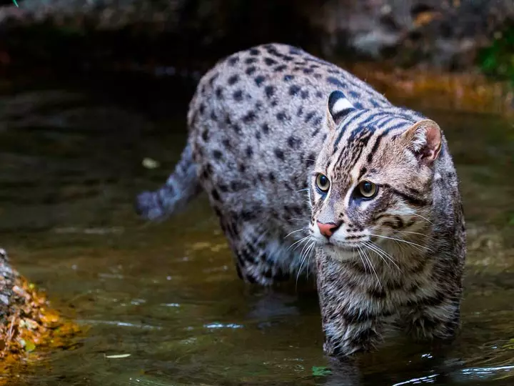 Civet Fisher cat (speckled pusi): faʻamatalaga ma le ata ma le vitio 903_10