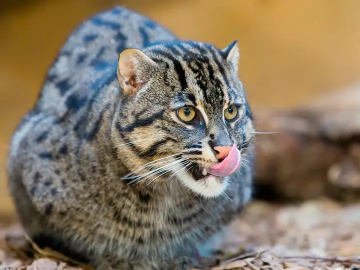 Civet Fisher cat (speckled pusi): faʻamatalaga ma le ata ma le vitio 903_11