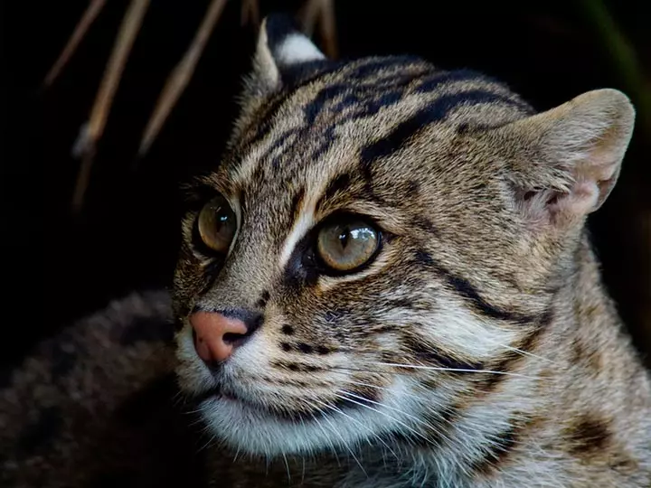 Civet balıqçı pişik (xallı pişik): foto və video ilə təsvir 903_12