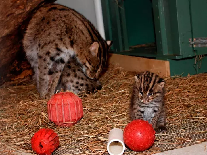 Civet balıqçı pişik (xallı pişik): foto və video ilə təsvir 903_13