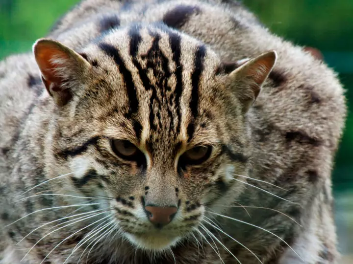 Civet Fisher cat (speckled pusi): faʻamatalaga ma le ata ma le vitio 903_5